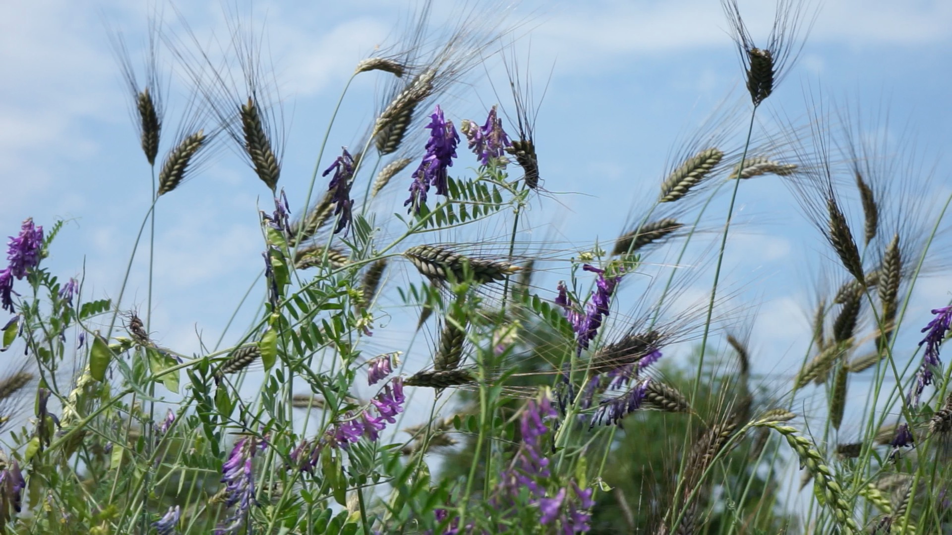 urkorn – Oneness of Life